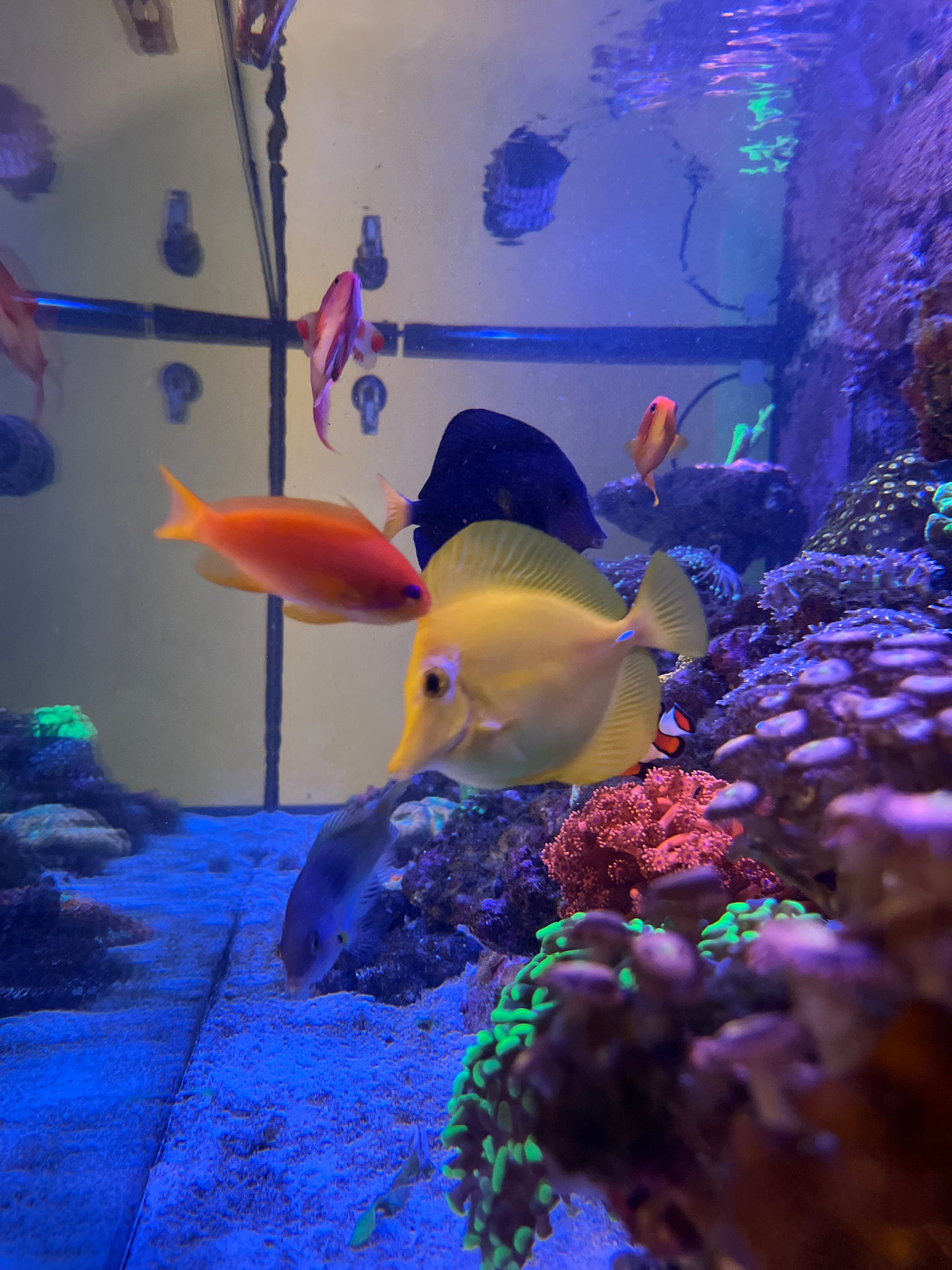 Fins Up Reef - Your Source for Premium Aquarium Maintenance and Supply ...